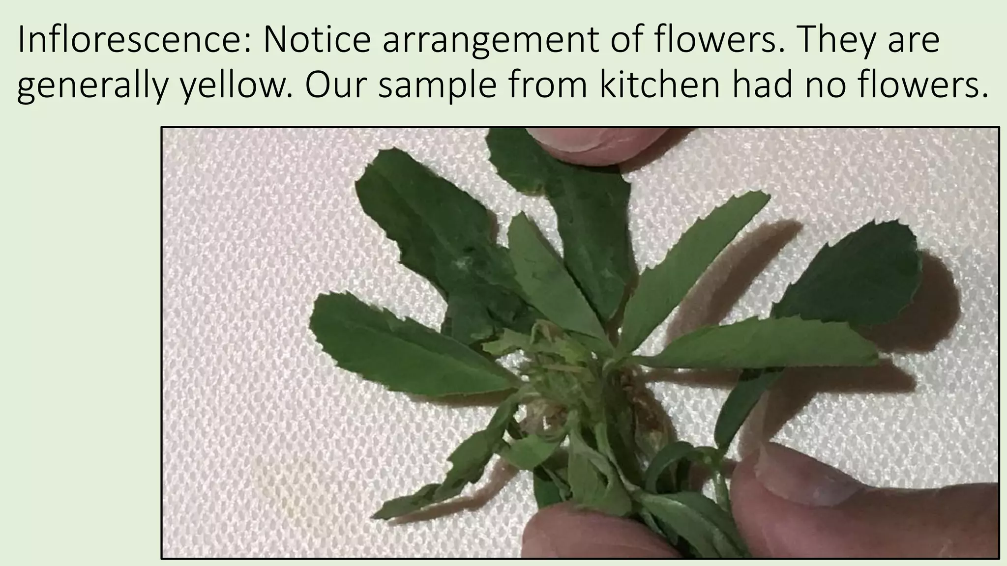 Plant dissection | PPTX