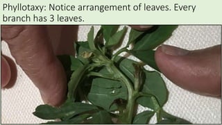 Plant dissection | PPTX