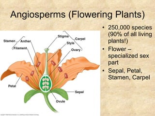 Plant Diversity Jewett | PPT