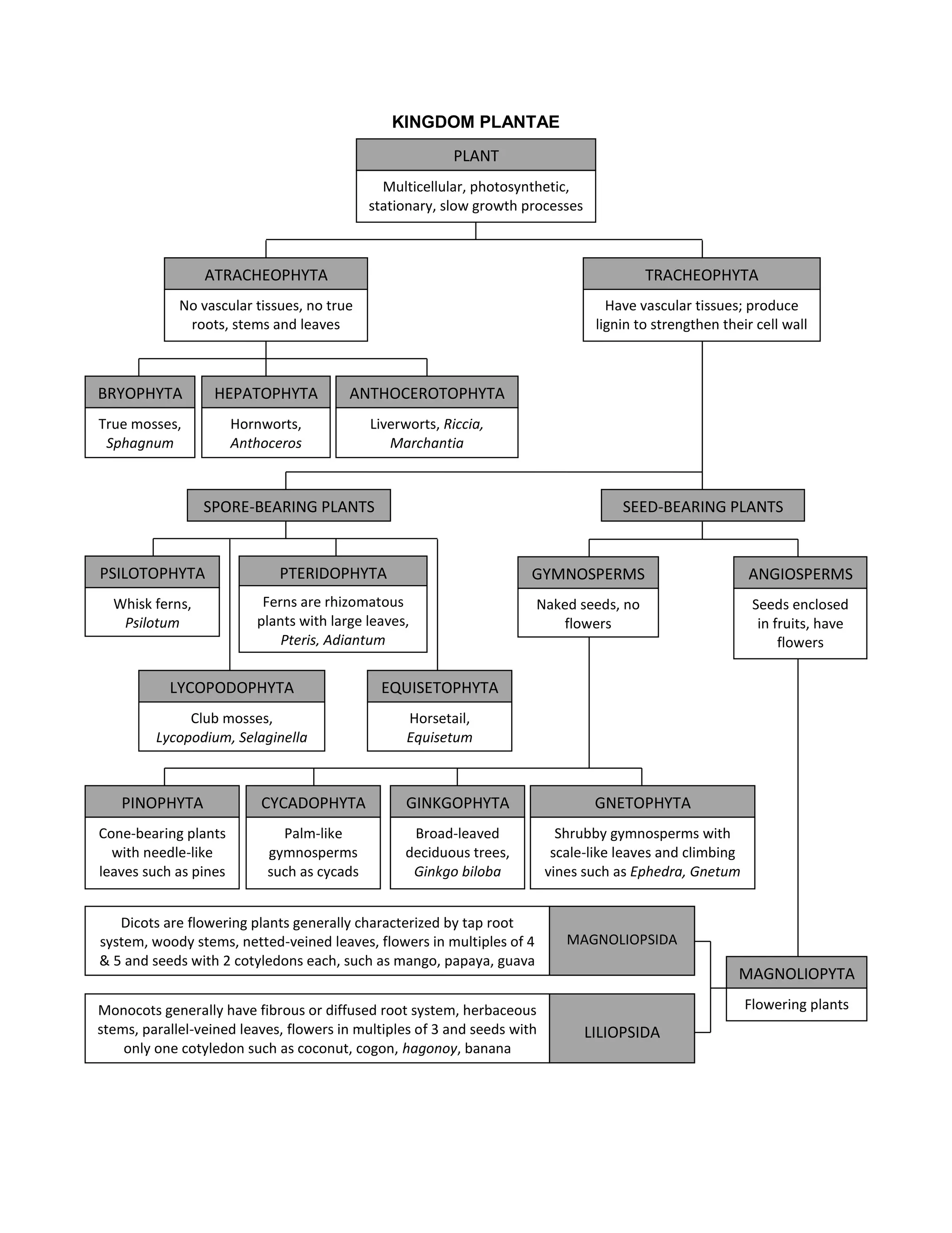 Kingdom Plantae (Concept Map) | DOCX