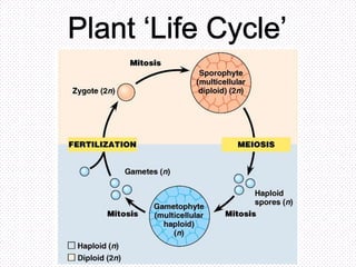Plant Diversity and Reproduction | PPTX