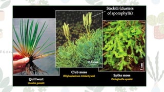 Plant Diversity presentation (1).pdf biology | PDF
