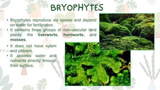 Plant Diversity presentation (1).pdf biology | PDF