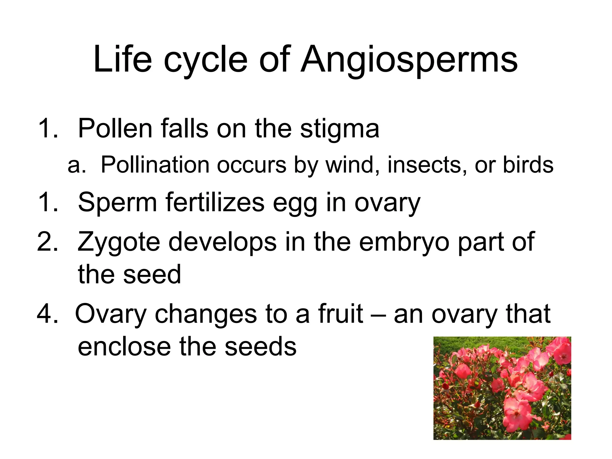 Plant divisions gymnosperms and angiosperms | PPT