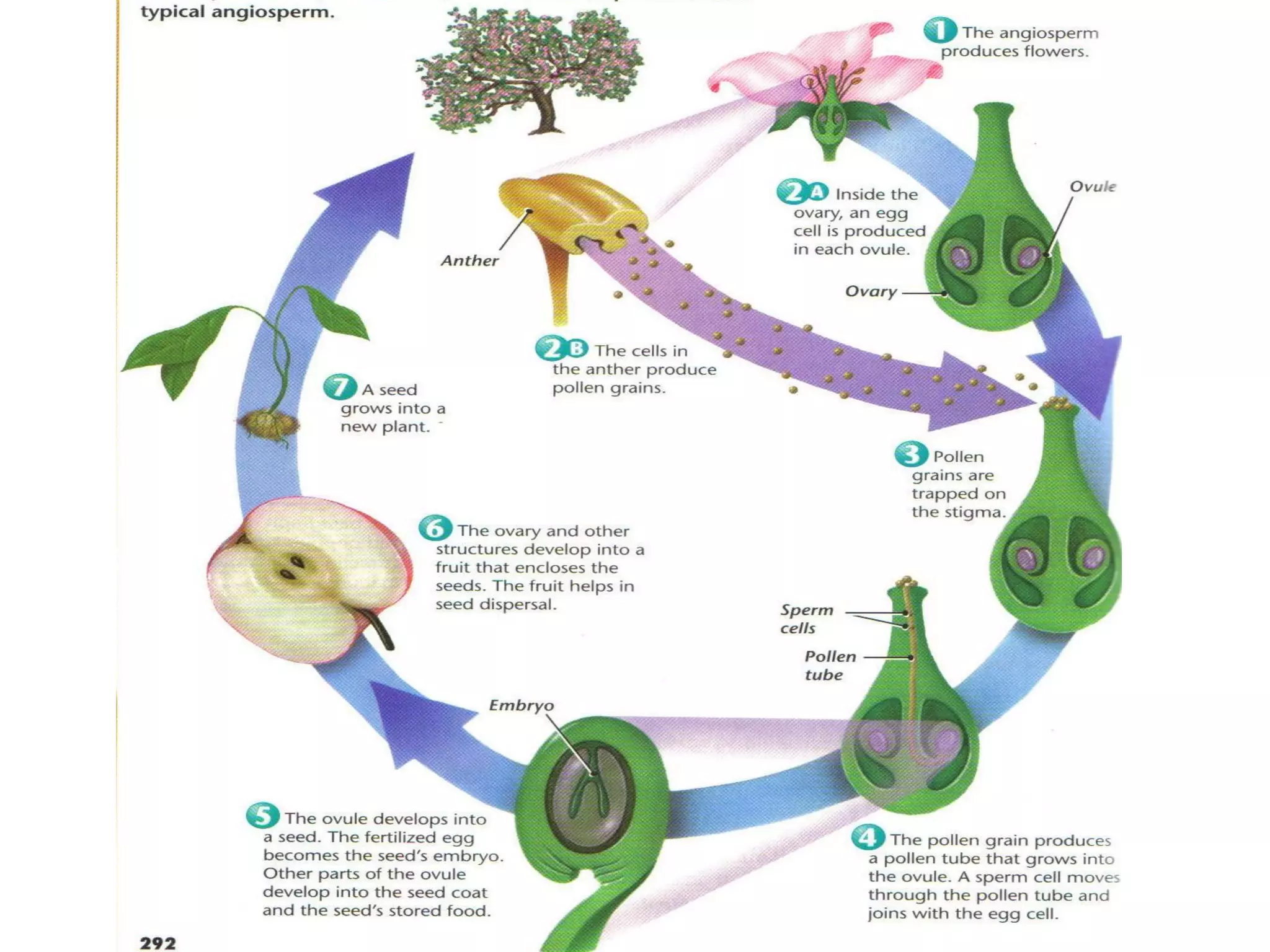 Plant divisions gymnosperms and angiosperms | PPT