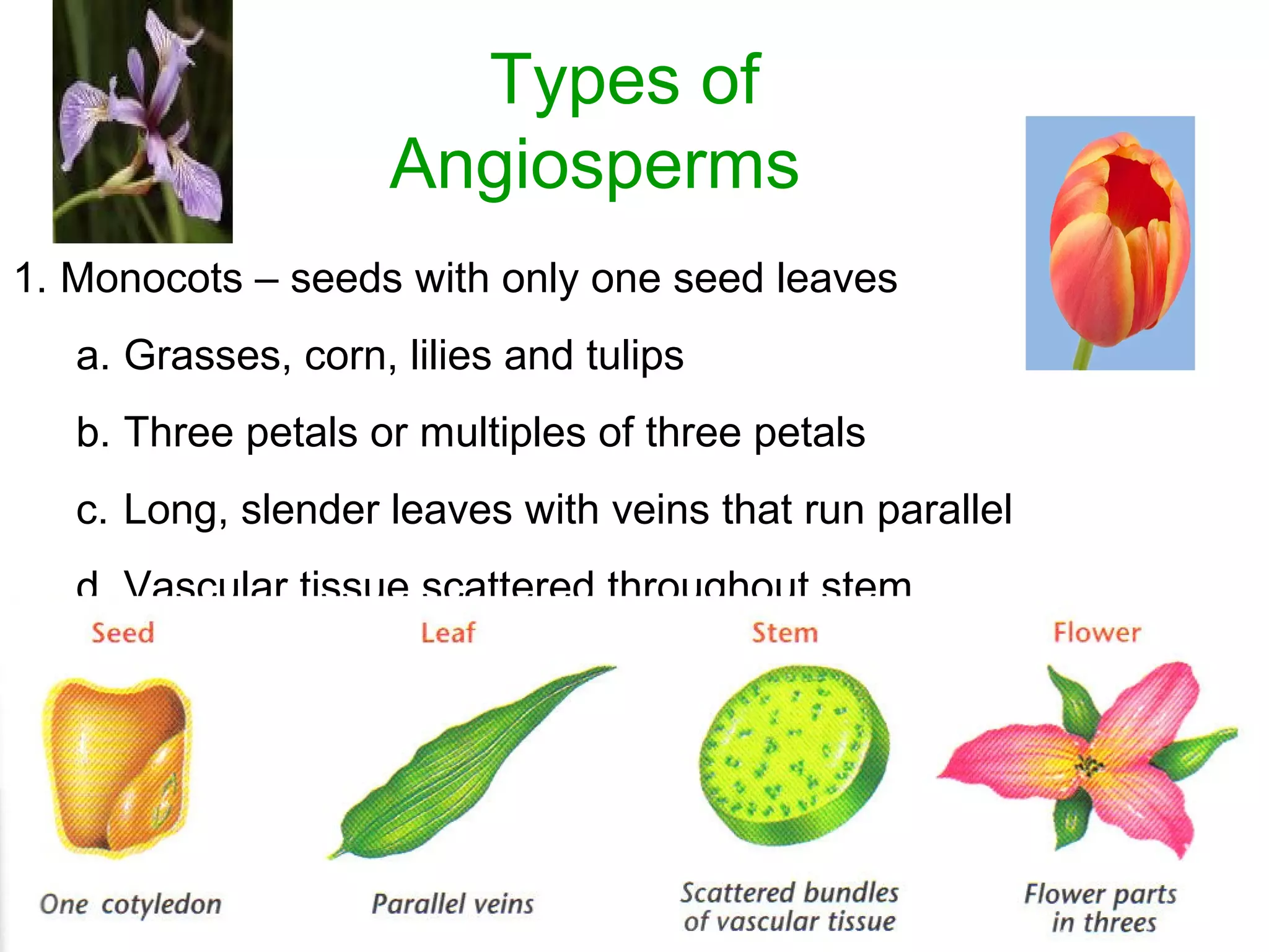 Plant divisions gymnosperms and angiosperms | PPT