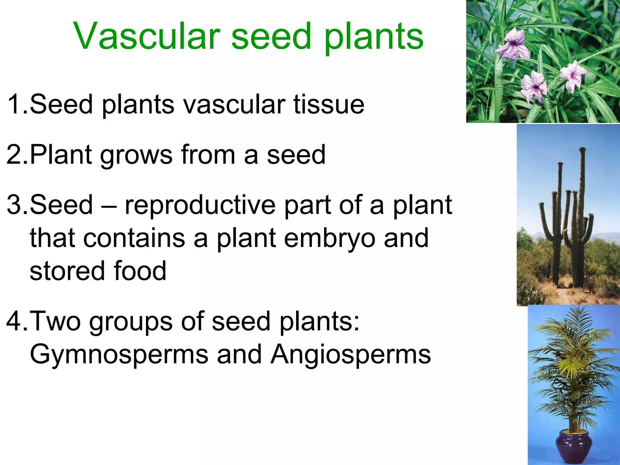 Plant divisions gymnosperms and angiosperms | PPT