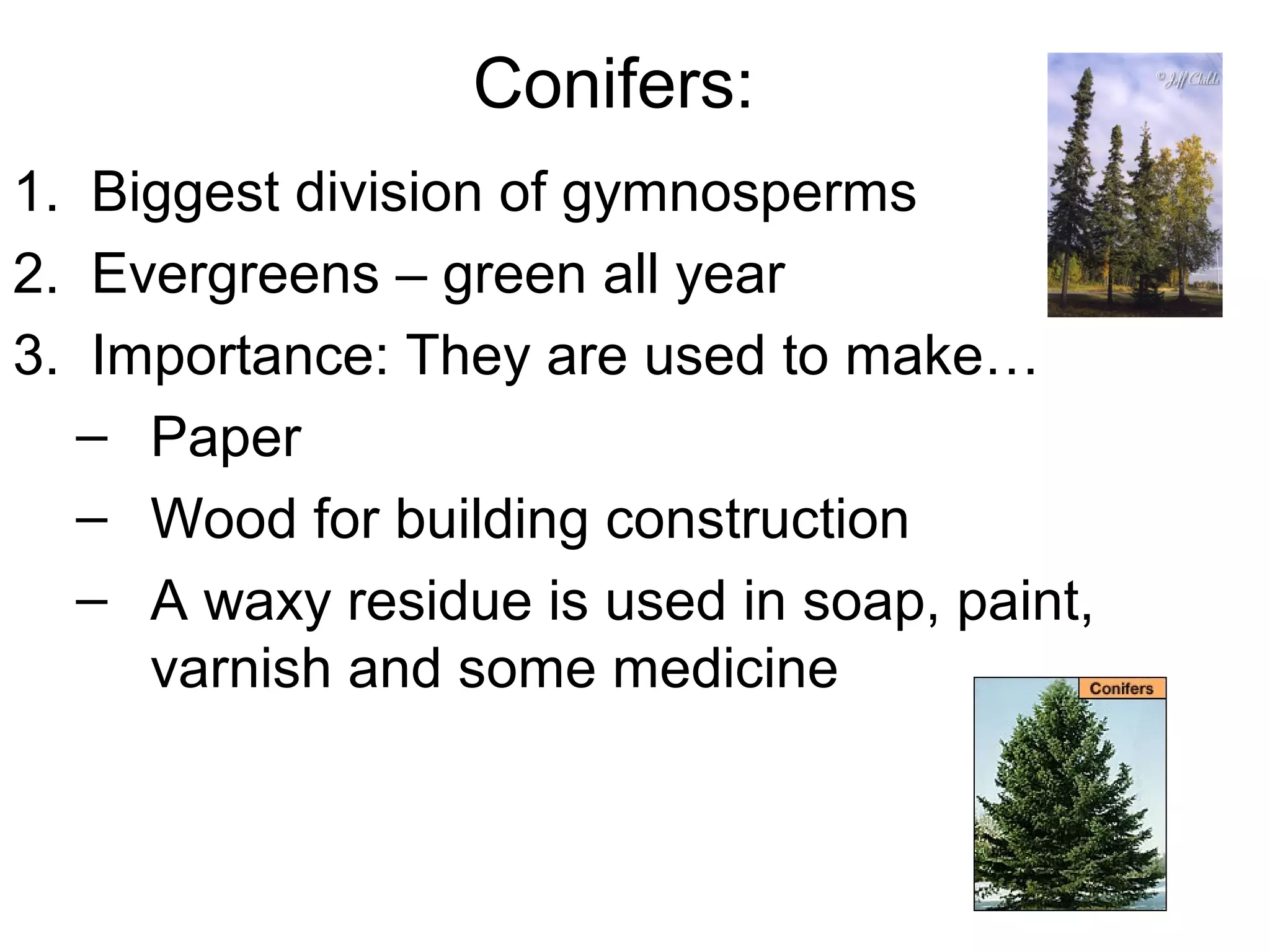 Plant divisions gymnosperms and angiosperms | PPT