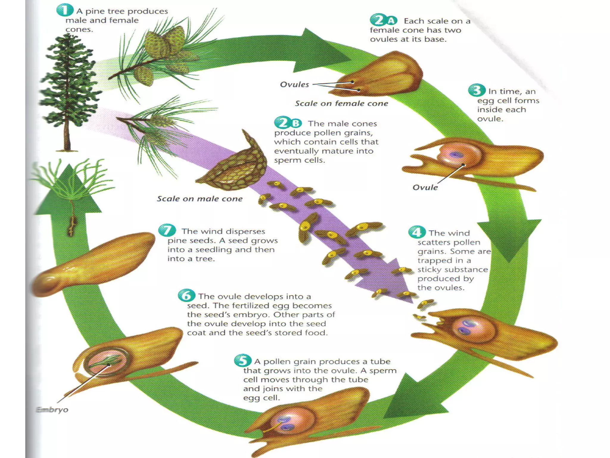 Plant divisions gymnosperms and angiosperms | PPT