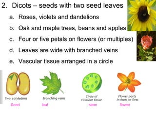 Plant divisions gymnosperms and angiosperms | PPT