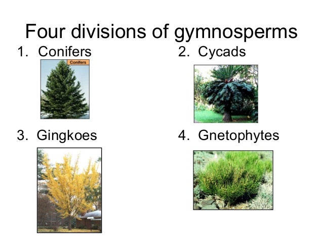 Plant divisions gymnosperms and angiosperms