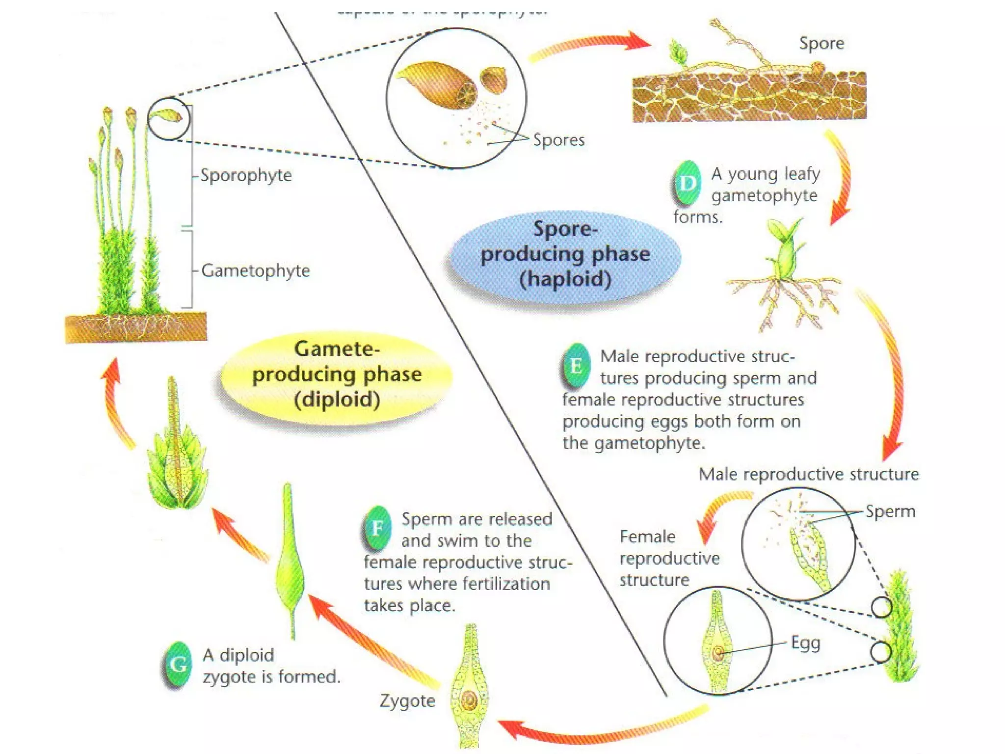 Plant divisions mosses and ferns | PPT