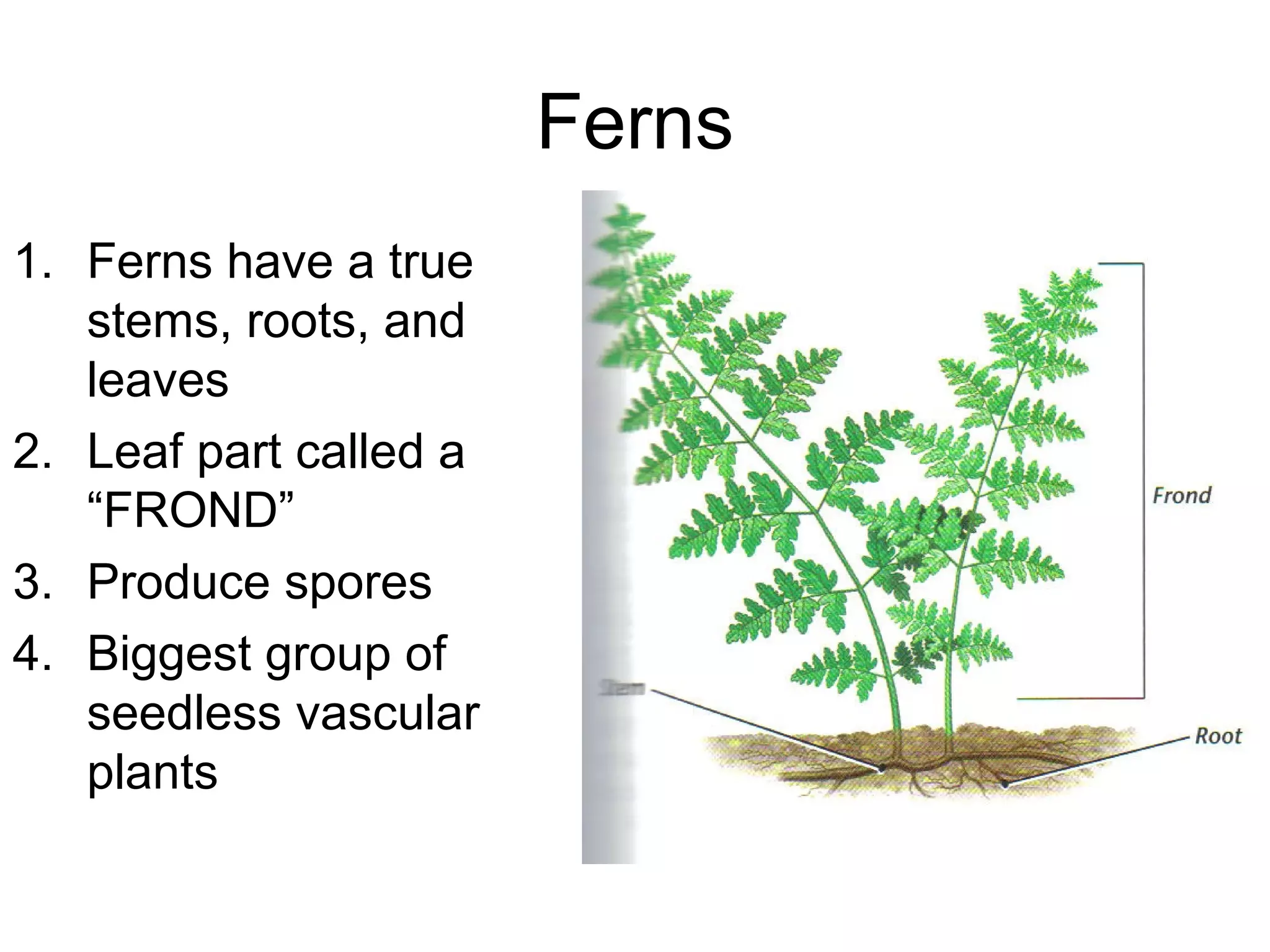 Plant divisions mosses and ferns | PPT
