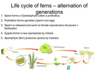 Plant divisions mosses and ferns | PPT