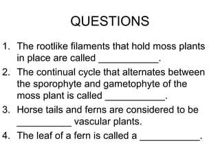 Plant divisions mosses and ferns | PPT