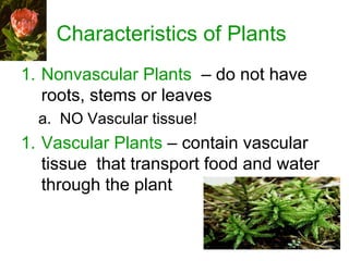 Plant divisions mosses and ferns | PPT
