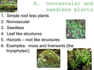 Plant divisions mosses and ferns | PPT
