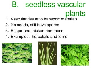 Plant divisions mosses and ferns | PPT