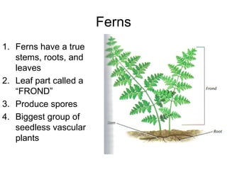 Plant divisions mosses and ferns | PPT