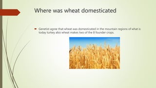 Plant domestication 18 05-16 geo | PPTX