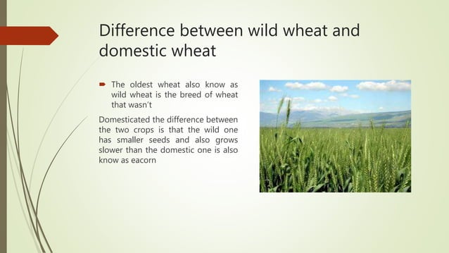 Plant domestication 18 05-16 geo | PPTX