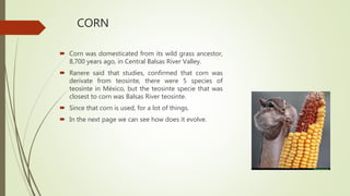 Plant domestication 18 05-16 geo | PPTX