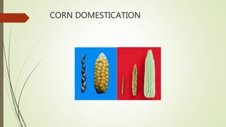Plant domestication 18 05-16 geo | PPTX
