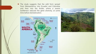 Plant domestication 18 05-16 geo | PPTX