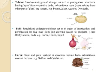 Plant drug standardization | PPT