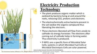 Plant e Technology: Electricity from Plants | PPTX