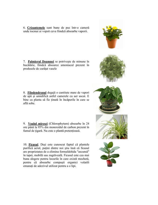 Plante care purifica aerul | PDF