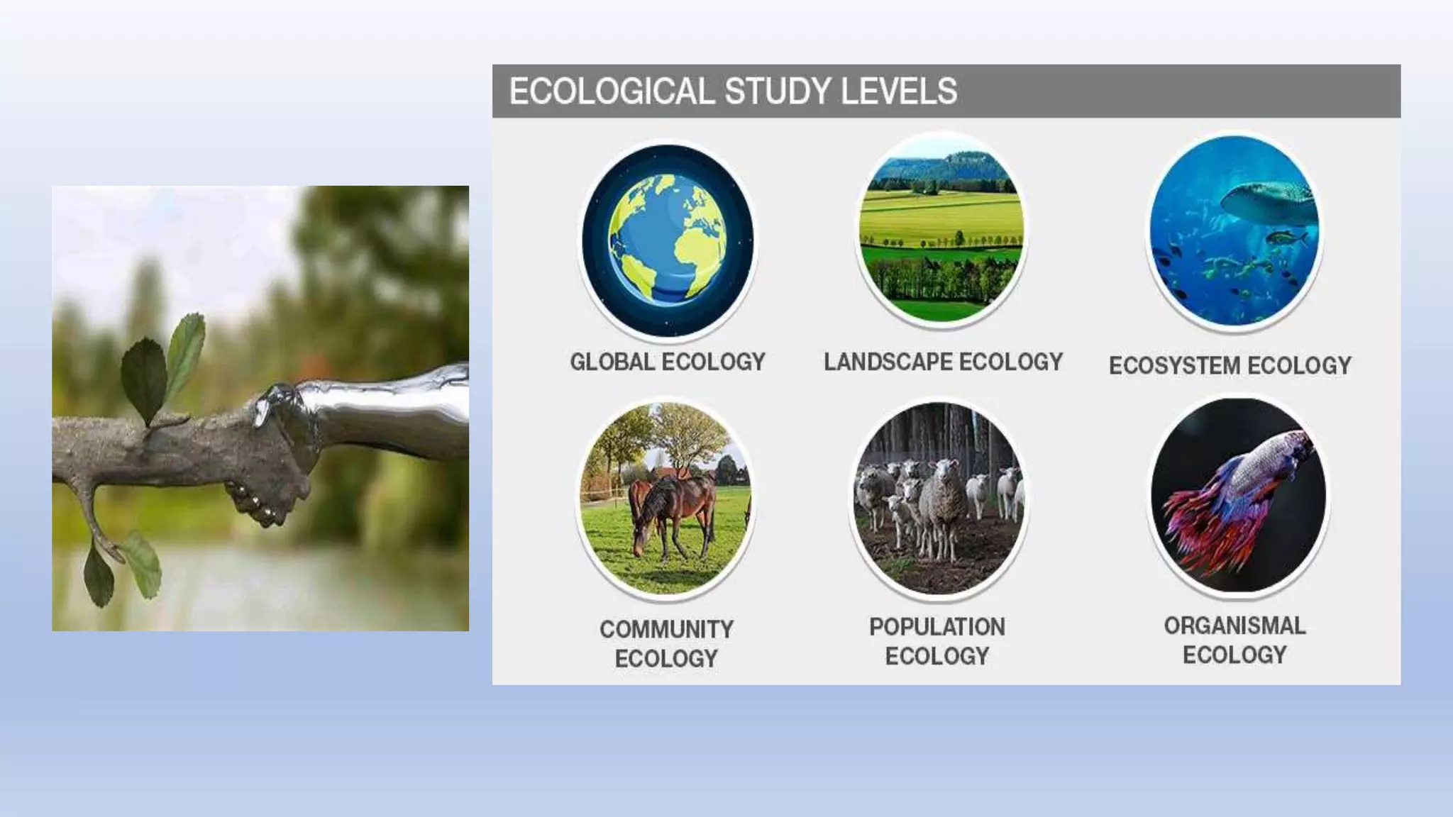 Plant ecology (Important terms) [Part -1] | PPTX