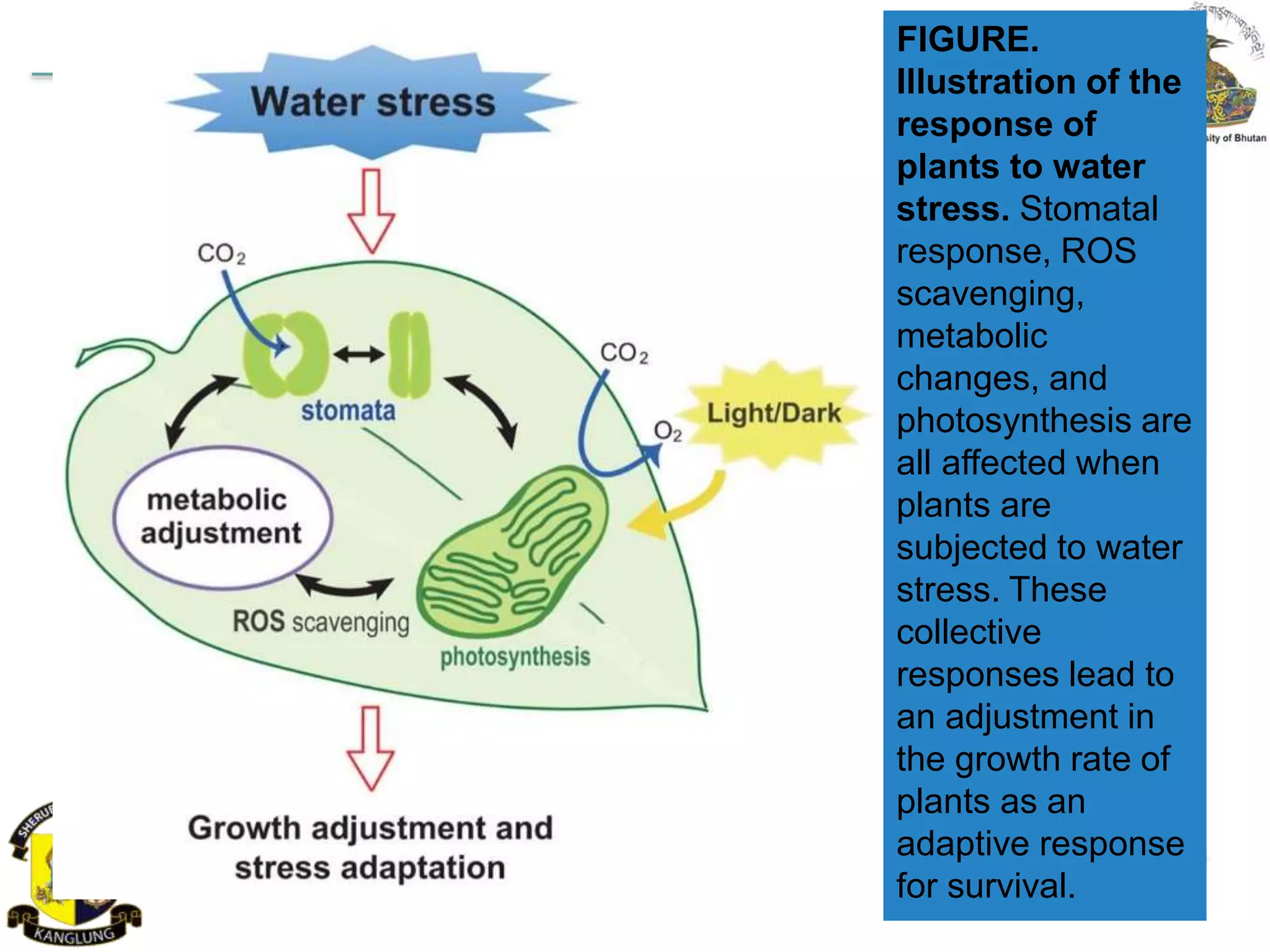 Plant ecophysiology online lesson water stress | PPTX