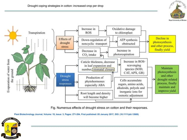 Plant ecophysiology online lesson water stress | PPT