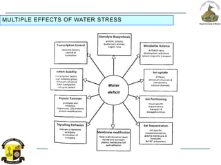 Plant ecophysiology online lesson water stress | PPTX