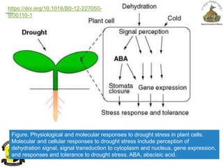 Plant ecophysiology online lesson water stress | PPTX