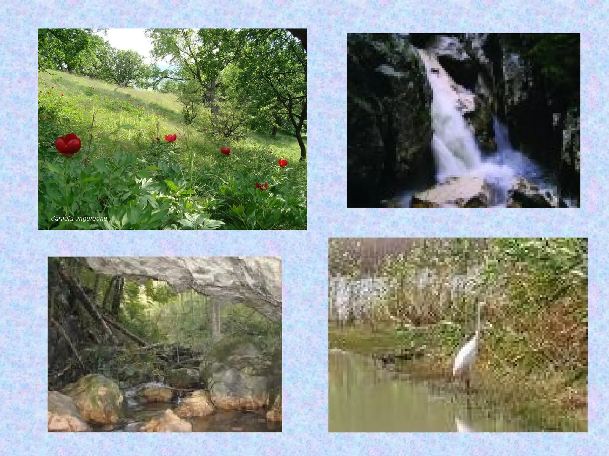 Plante si animale pe cale de disparitie | PPT