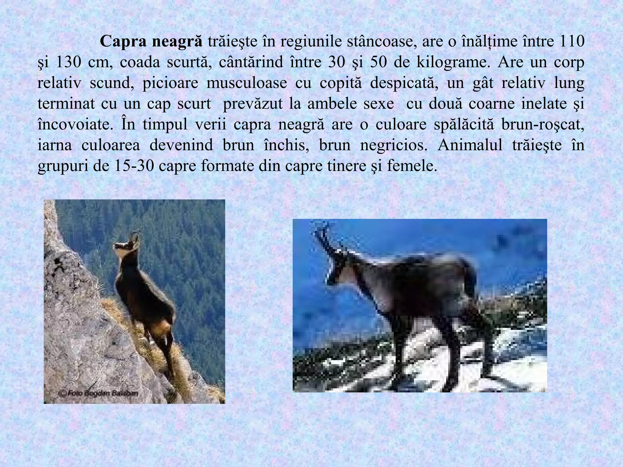 Plante si animale pe cale de disparitie | PPT