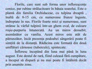 Plante si animale pe cale de disparitie | PPT