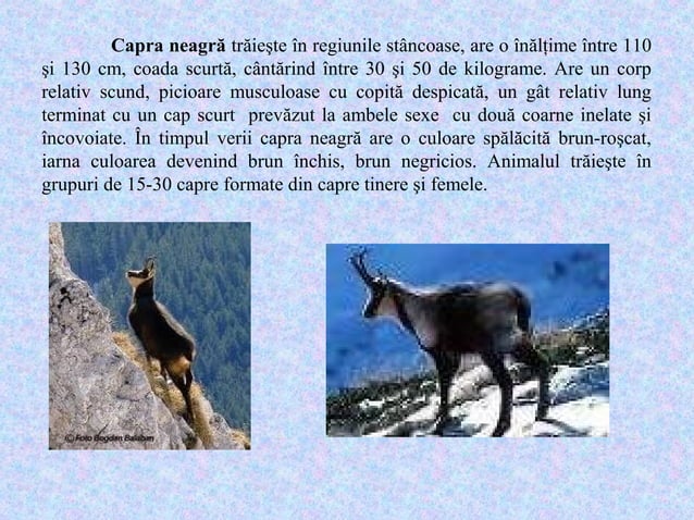 Plante si animale pe cale de disparitie | PPT