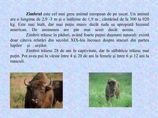 Plante si animale pe cale de disparitie | PPT