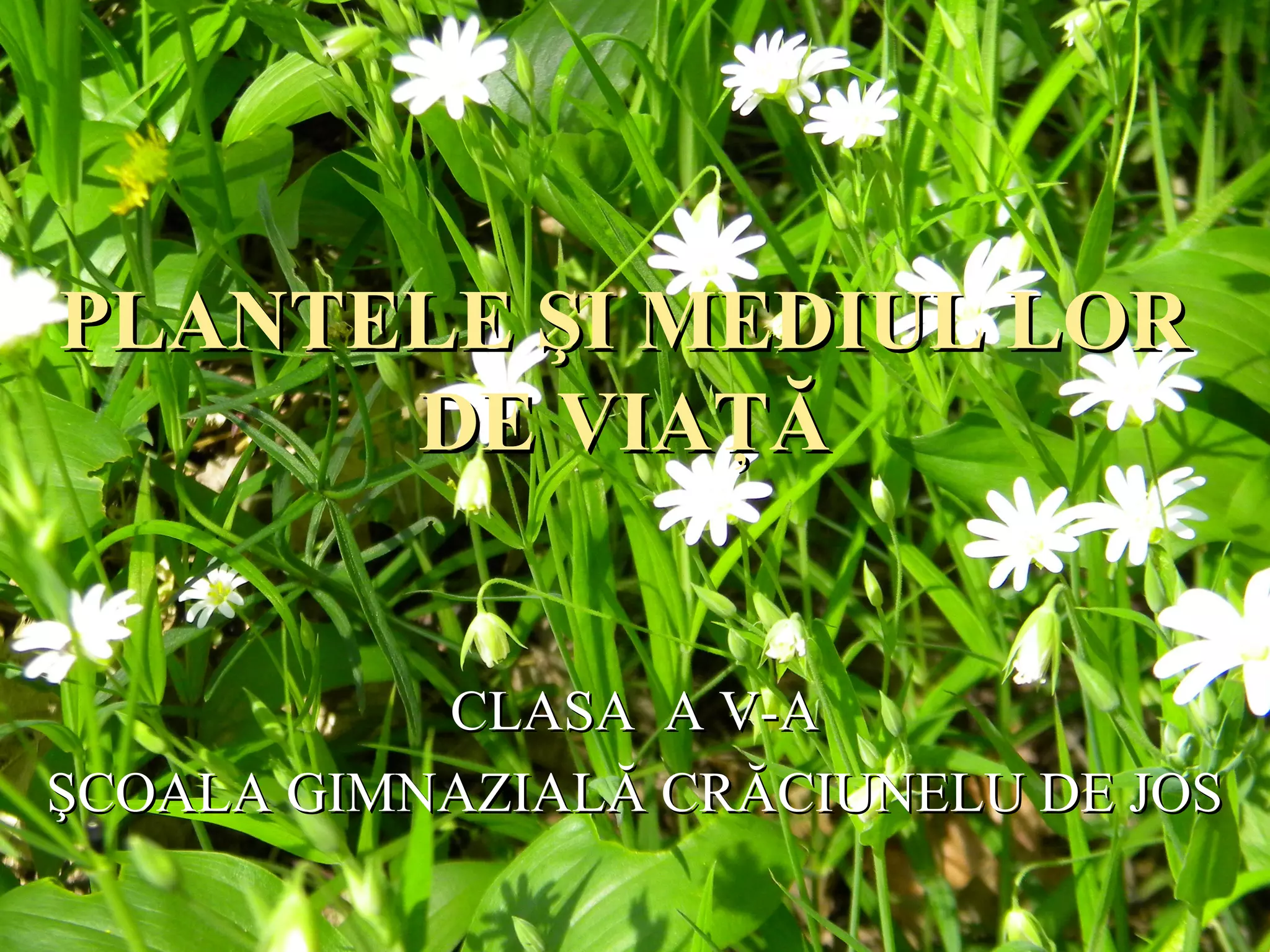 Plantele şi mediul lor de viată, proiect clasa a v a | PPT