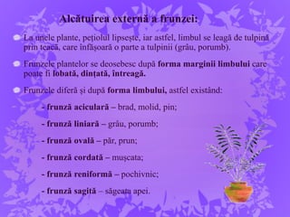 Plantele medicinale | PPTX