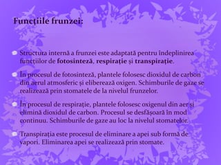 Plantele medicinale | PPTX