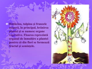 Plantele medicinale | PPTX