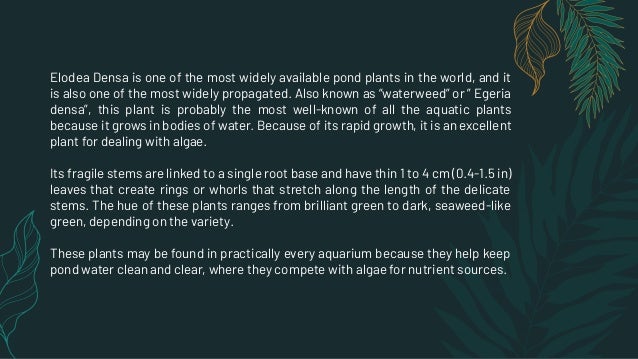 Plant Elodea Densa In The Pond | PPT