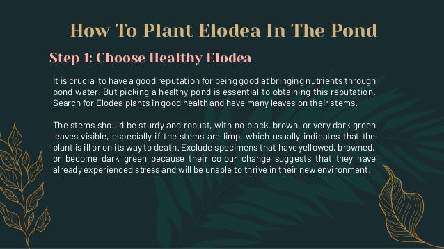 Plant Elodea Densa In The Pond | PPT
