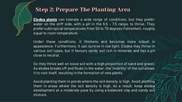Plant Elodea Densa In The Pond | PPT