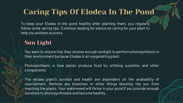Plant Elodea Densa In The Pond | PPT