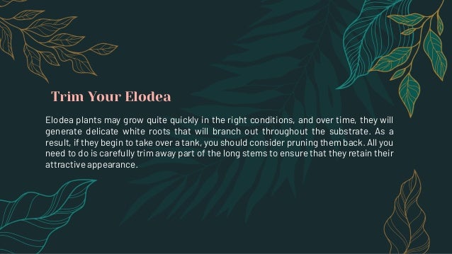 Plant Elodea Densa In The Pond | PPT